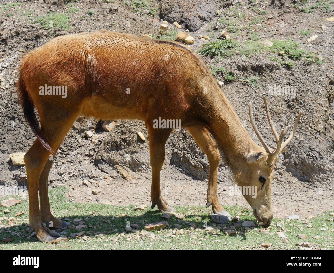Deer standing side view on a patch of grass eating Stock Photo - Alamy