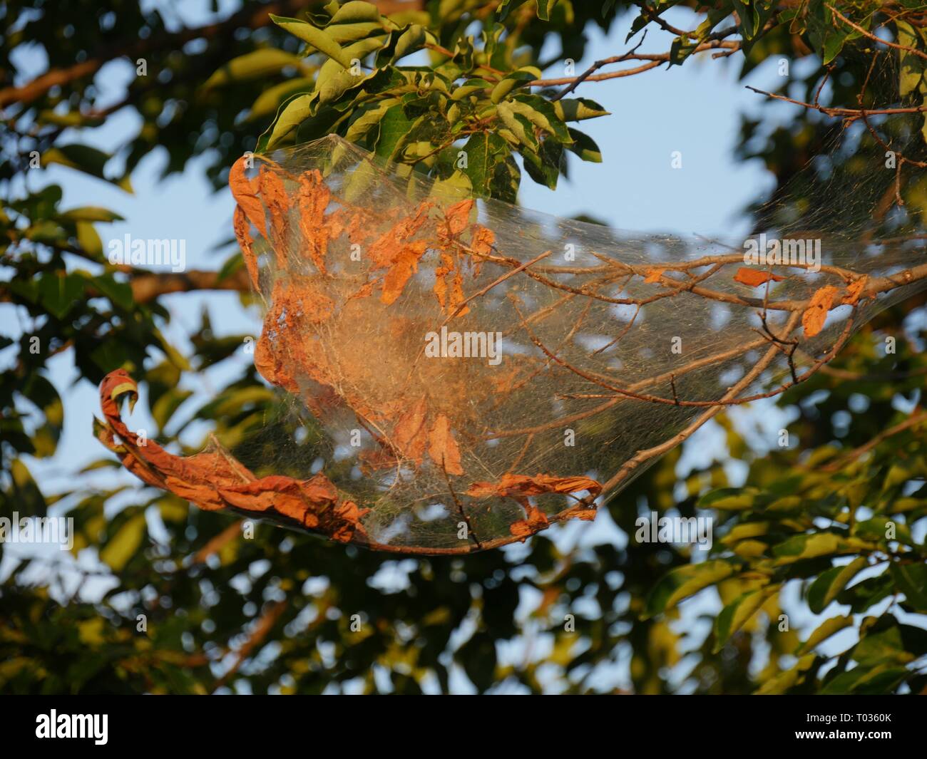 Silken webs of webworms wrap around the branch of a tree killing all ...