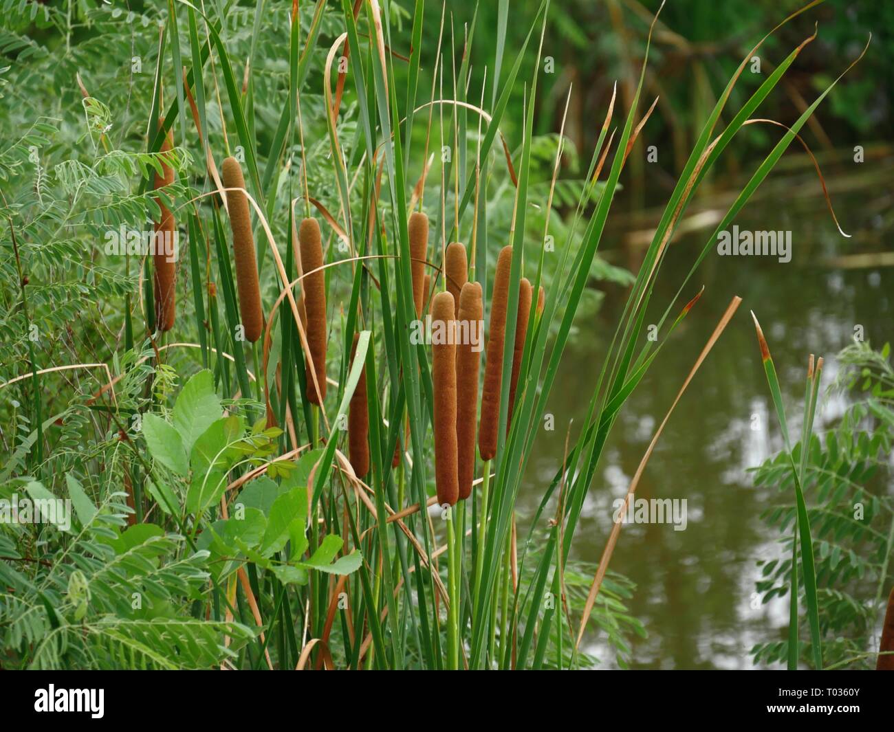 Hedge of common cattails popularly called brown “hot dog on a stick ...
