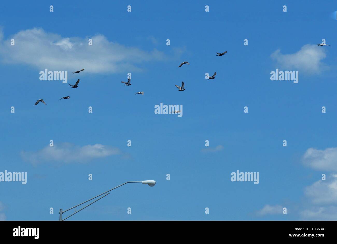 A flock of birds flying in the blue skies, with the top of a power post ...