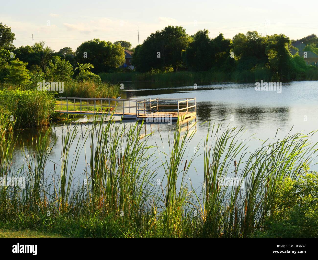 Wooden dock with railings in a pond, side view, framed by cattails and ...
