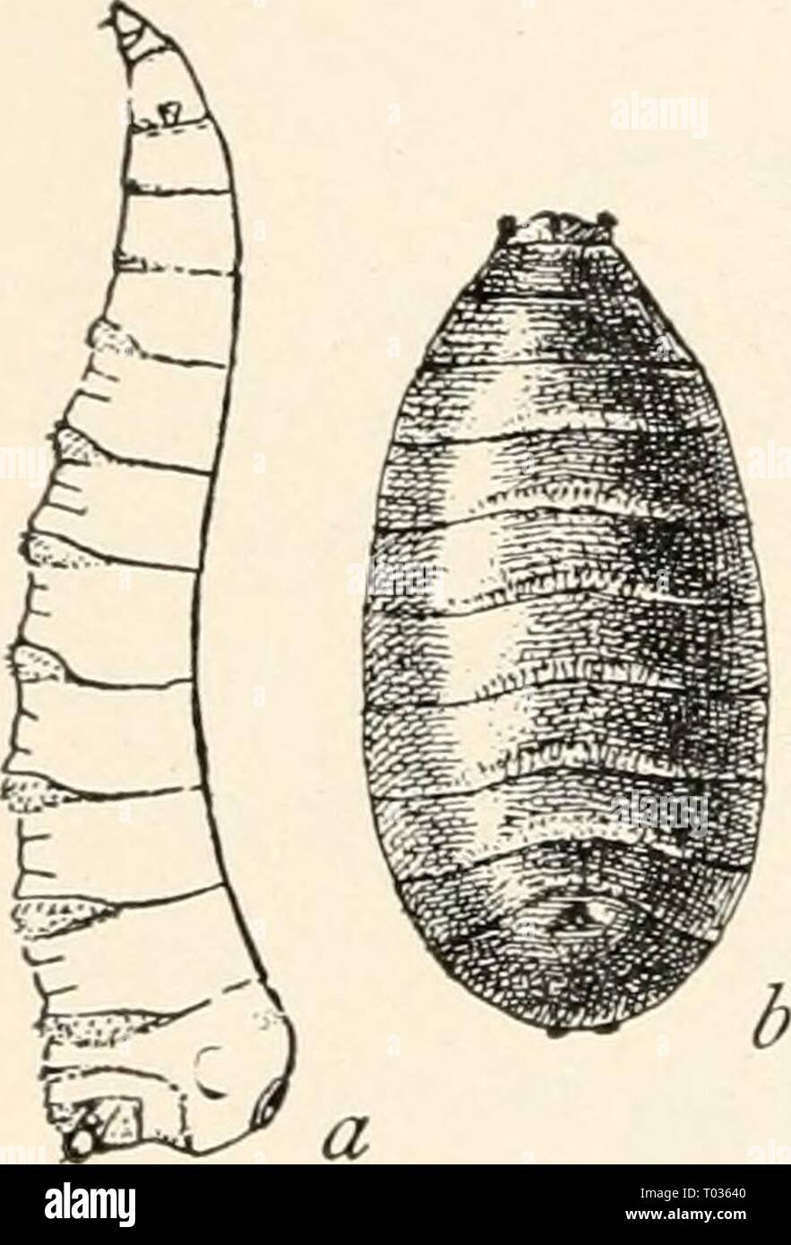 Pair of halteres hi-res stock photography and images - Alamy