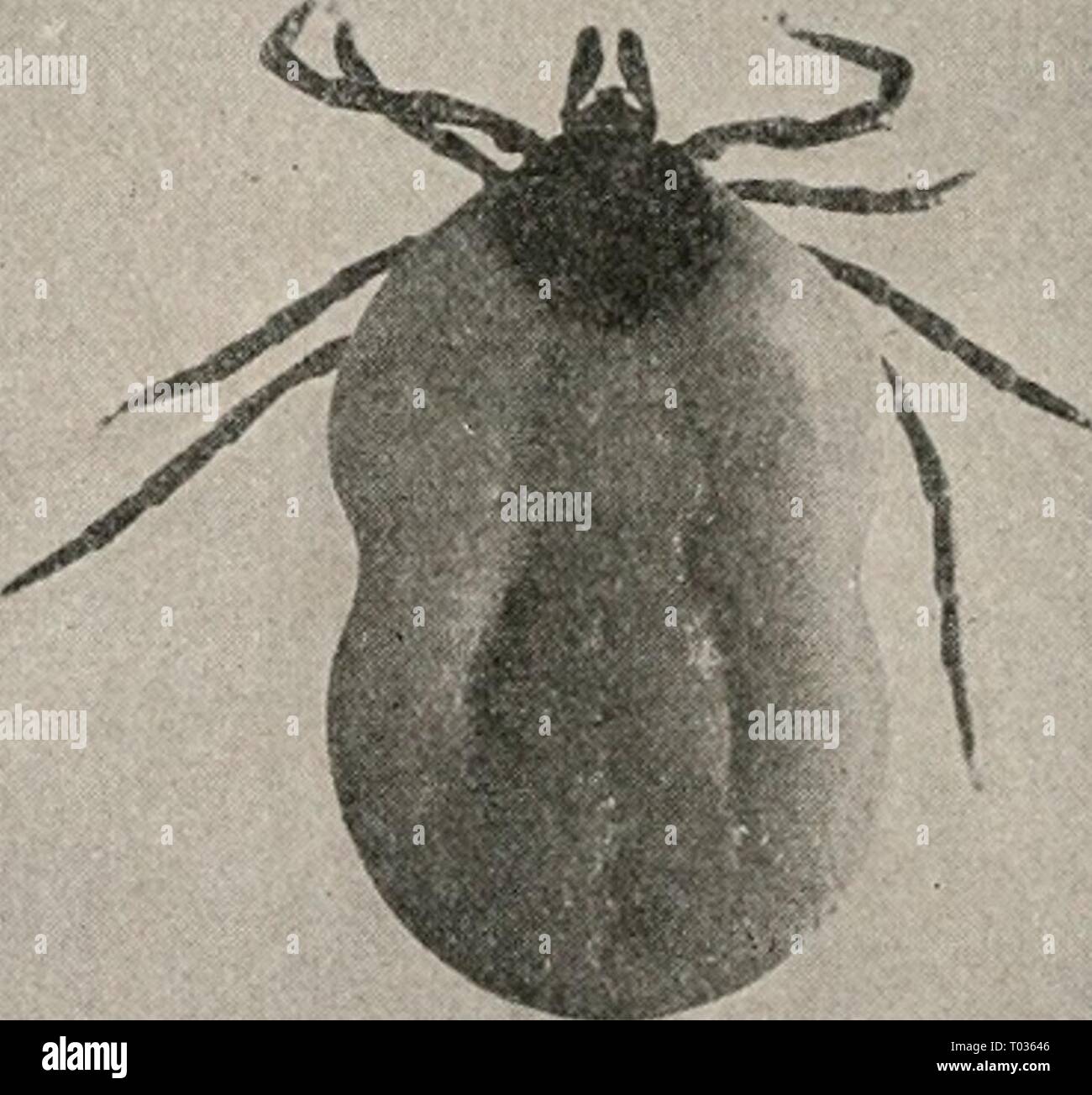 Tick eggs hi-res stock photography and images - Alamy