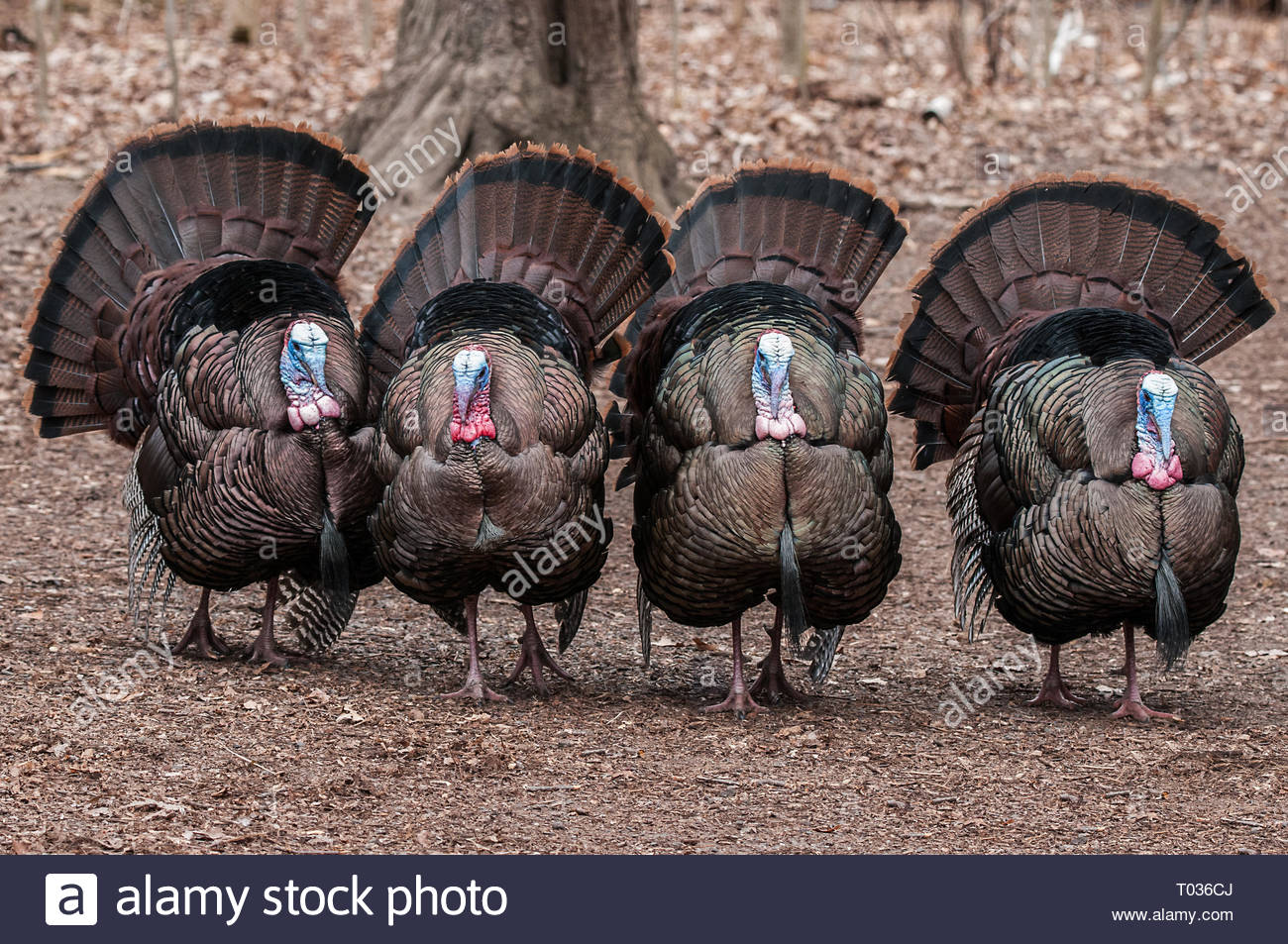 Turkey Tail Fan Stock Photos & Turkey Tail Fan Stock Images - Alamy