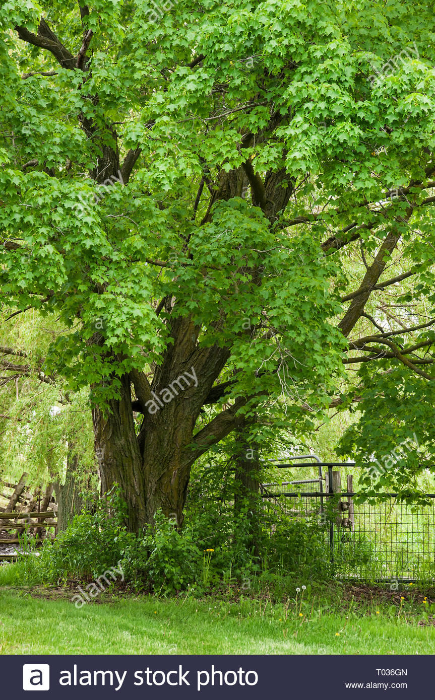 Old Maple Tree High Resolution Stock Photography and Images - Alamy