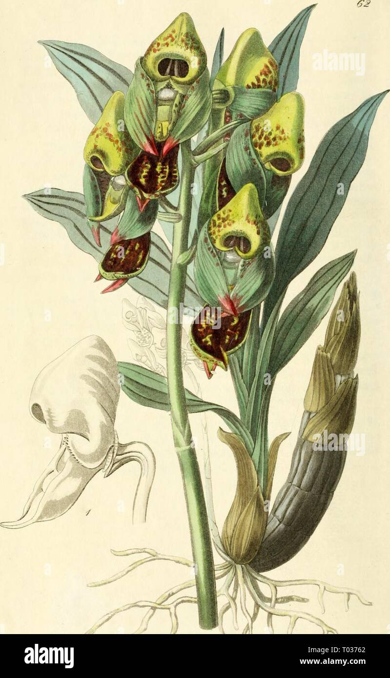 Edwards' botanical register, or, Ornamental flower-garden and shrubbery ...