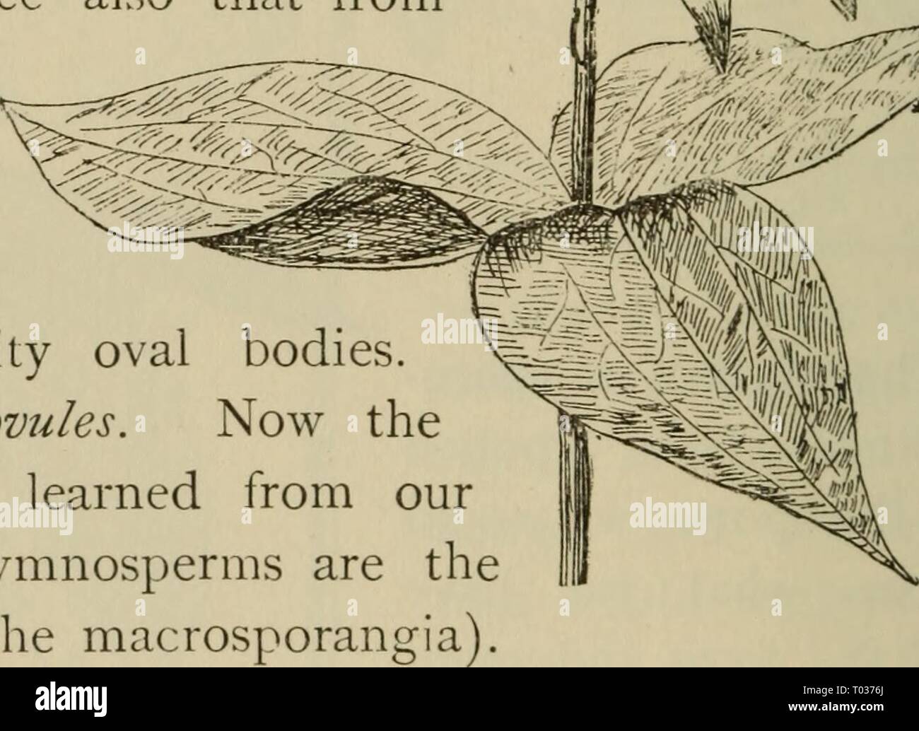 Elementary botany . elementarybotany00atki Year: 1898 Fig. 293 ...