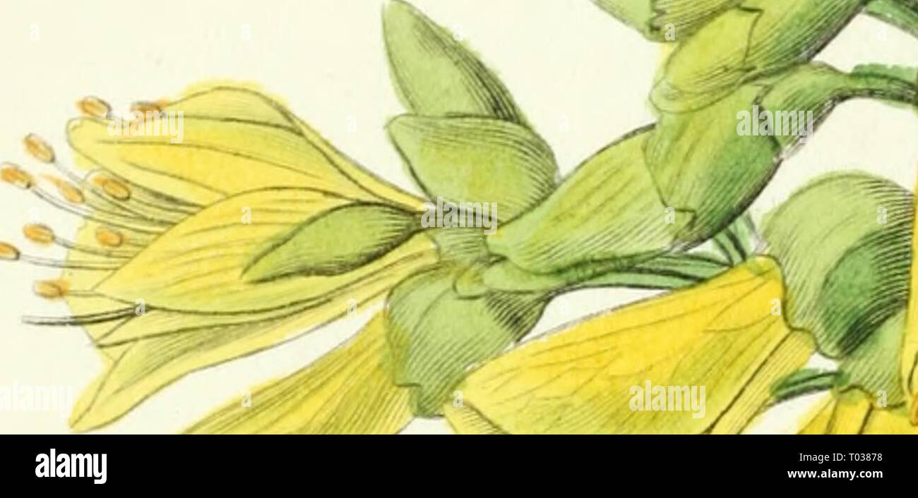 Edwards' botanical register, or, Ornamental flower-garden and shrubbery ...