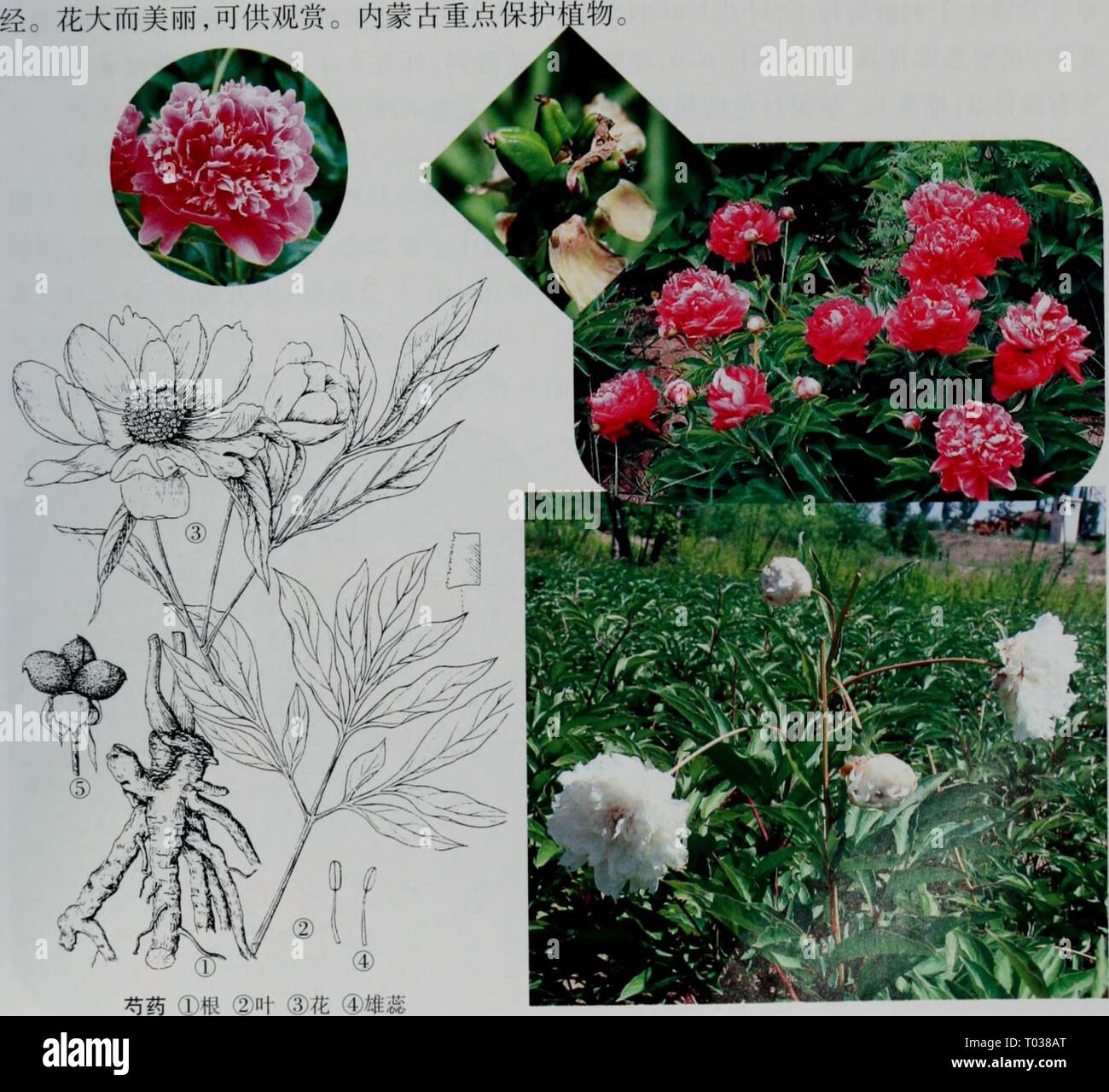 e er duo si zhi Stock Photo - Alamy