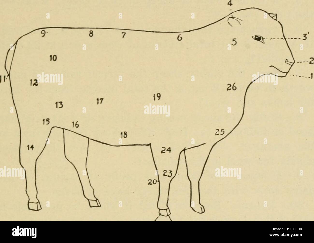 Parts of a knee illustration hi-res stock photography and images - Alamy