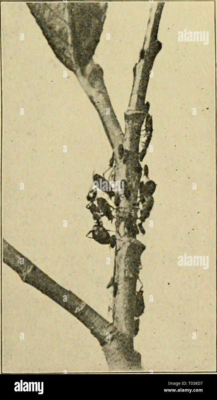 Tooth Worm High Resolution Stock Photography and Images - Alamy