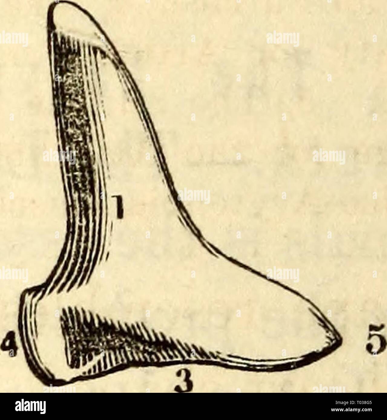 Arytenoid cartilage hi-res stock photography and images - Alamy