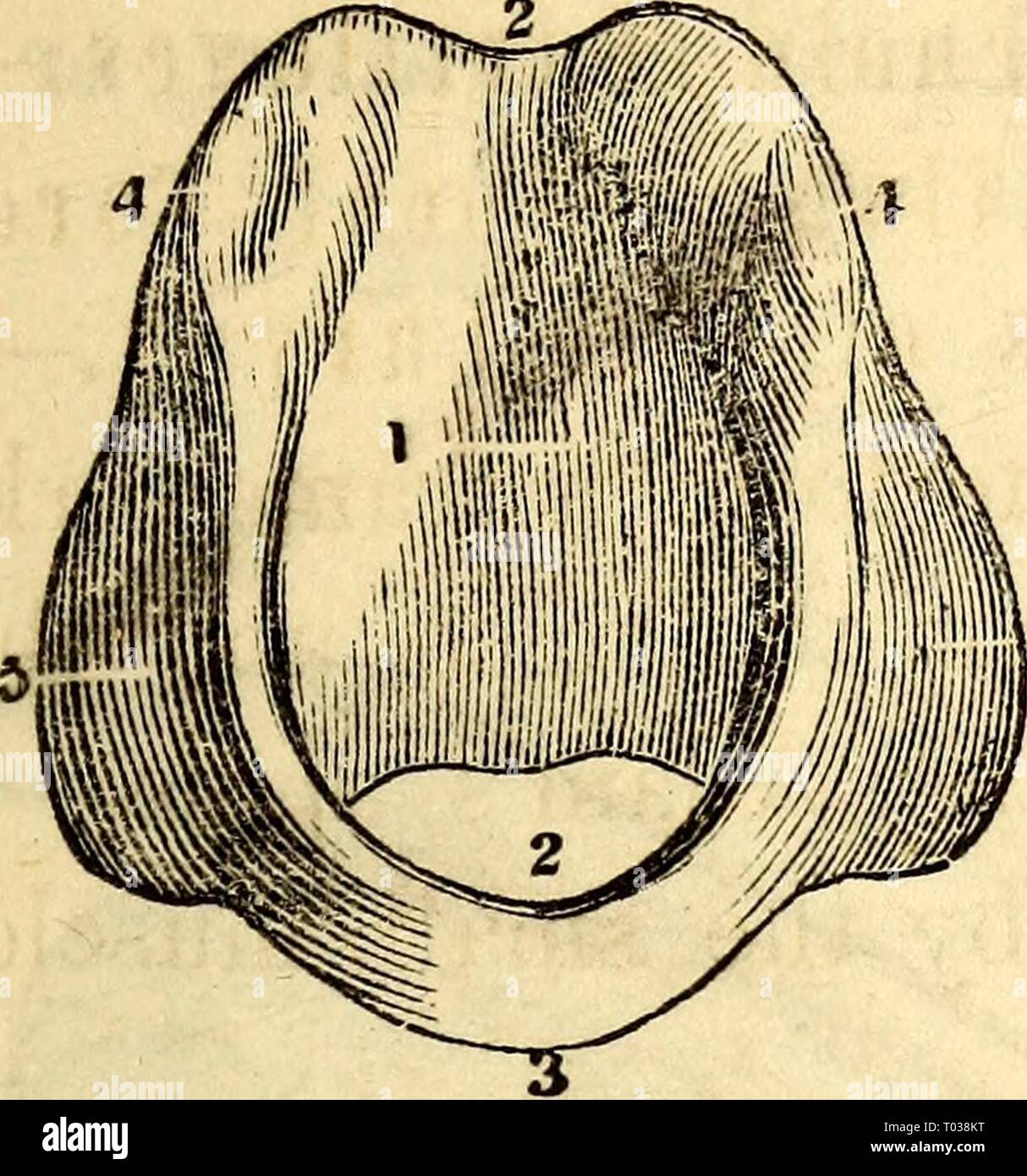 Cartilages of the trachea hi-res stock photography and images - Alamy