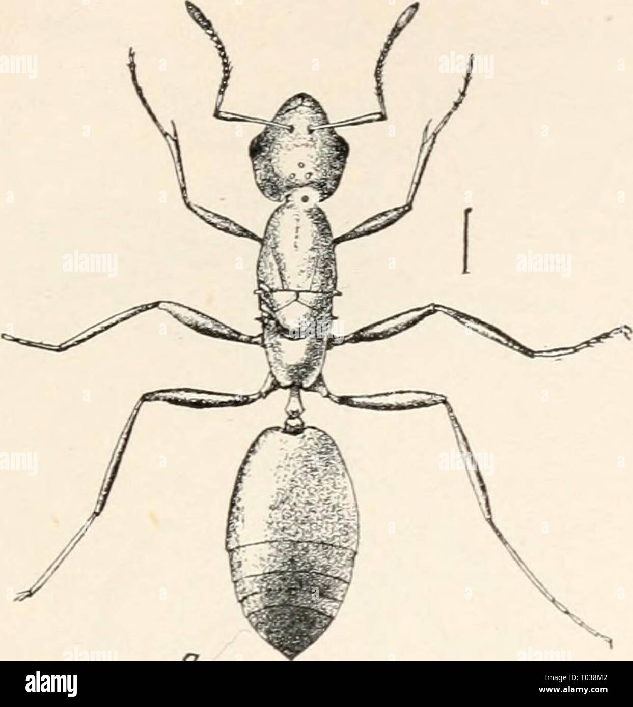 Elementary entomology . elementaryentomo00sand Year: [c1912] Stock ...