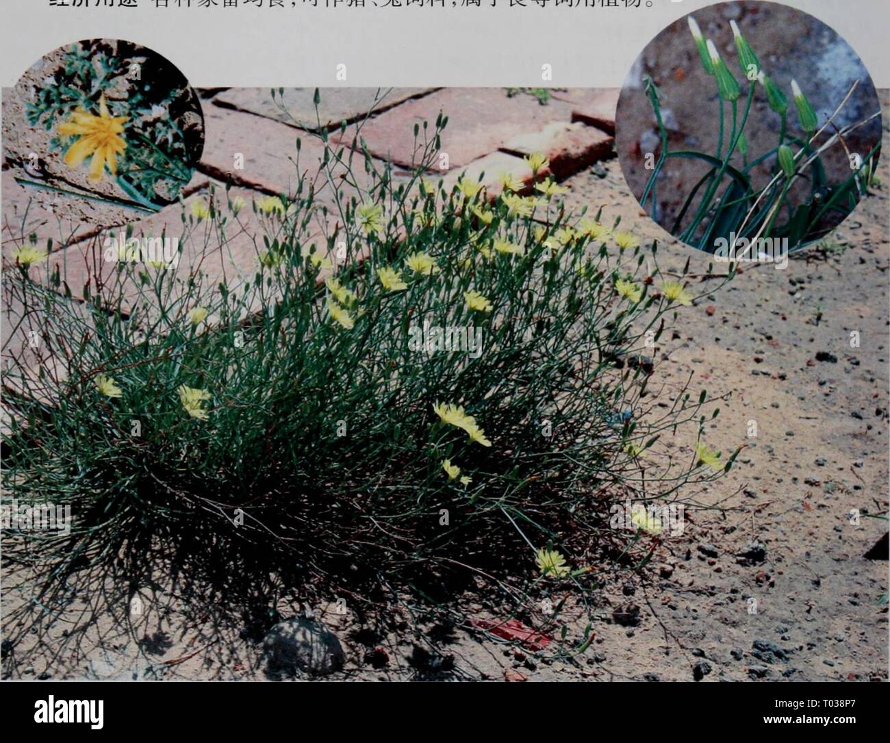 e er duo si zhi Stock Photo - Alamy