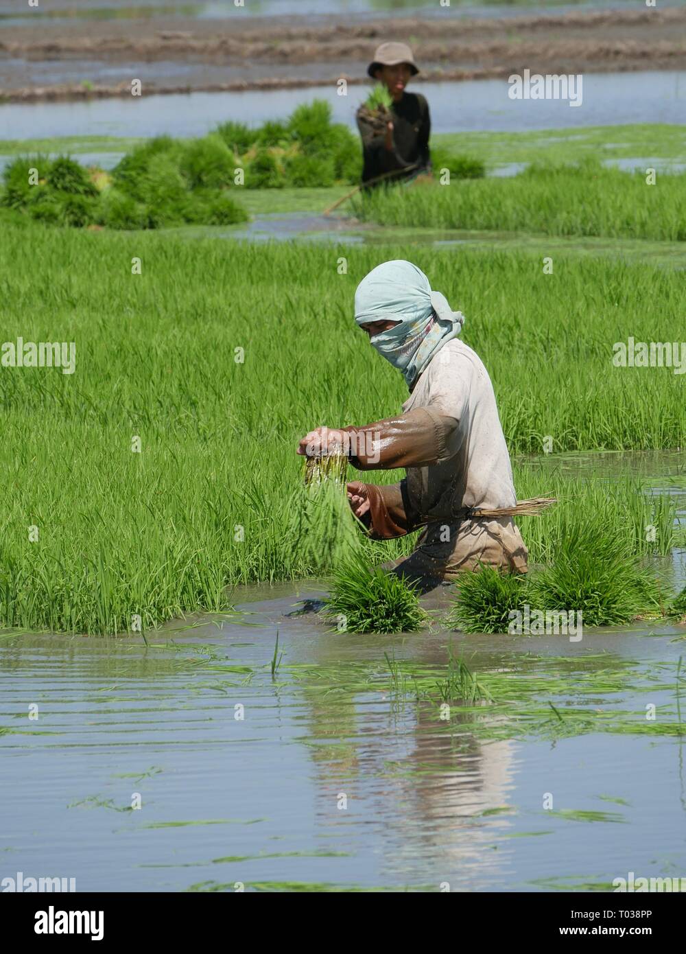 DAVAO ORIENTAL, PHILIPPINES-MARCH 2016:—A young field laborer pulls out ...