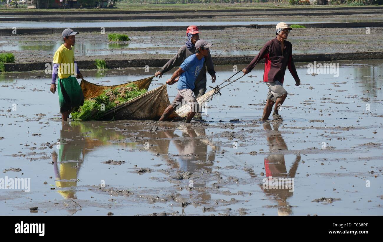 Flooded rice fields philippines hi-res stock photography and images - Alamy
