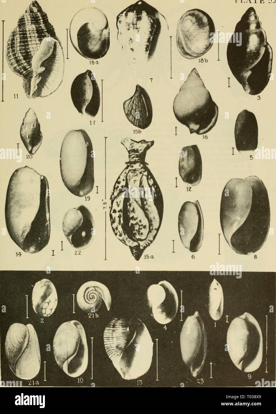 East coast marine shells Stock Photo - Alamy