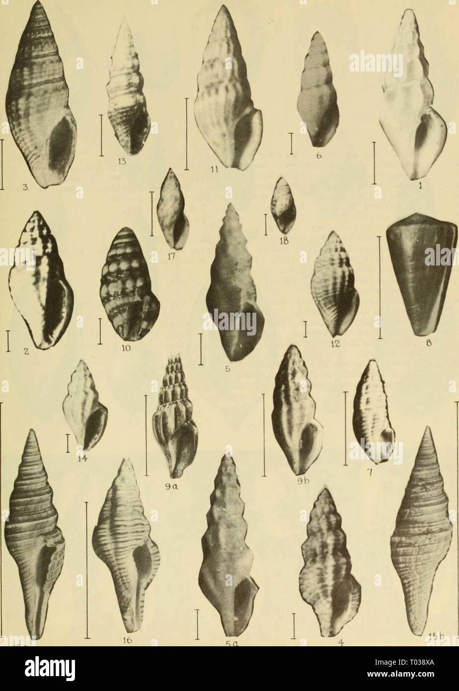 East coast marine shells; descriptions Stock Photo - Alamy