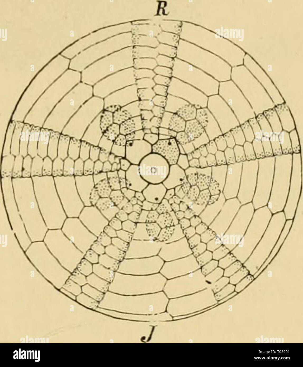 Pentamerous hi-res stock photography and images - Alamy