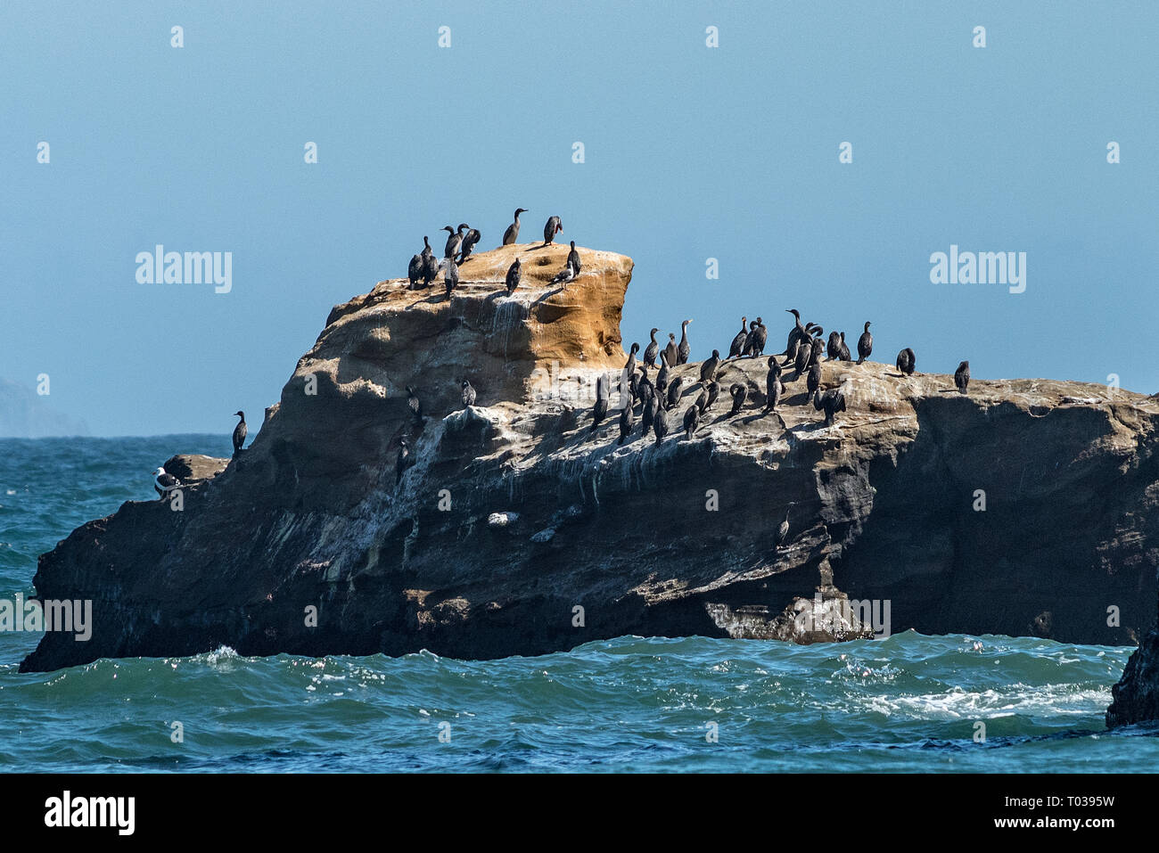 Pato de chile hi-res stock photography and images - Alamy