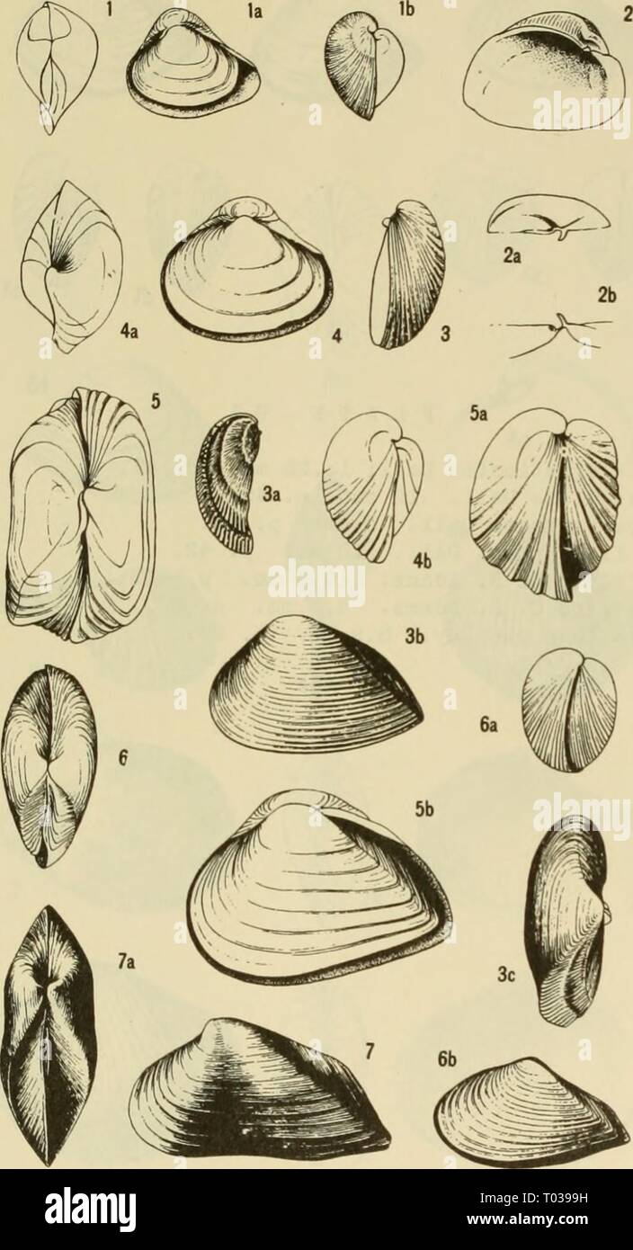 East coast marine shells Stock Photo - Alamy