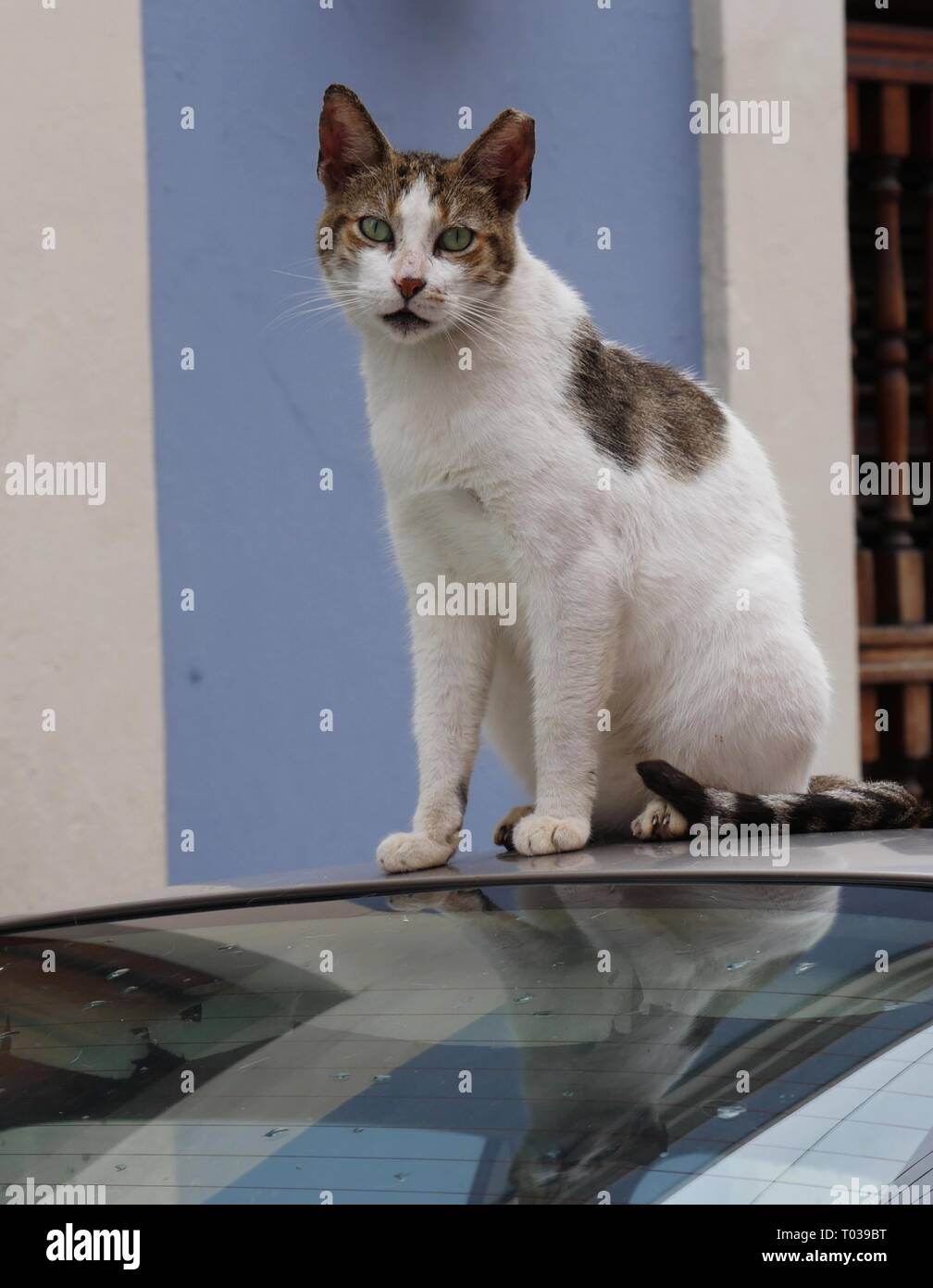 Chip on ear hi-res stock photography and images - Alamy