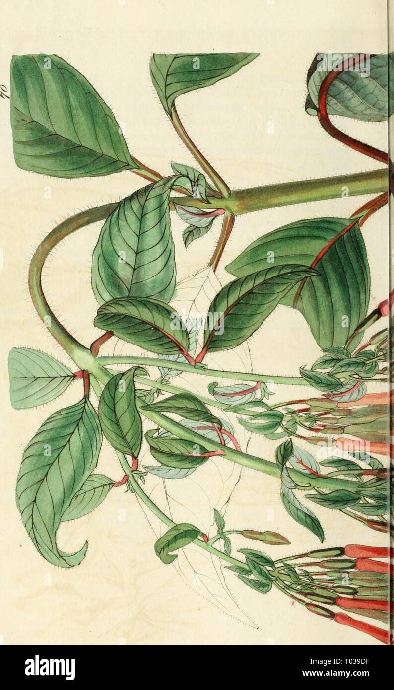 Edwards' botanical register, or, Ornamental flower-garden and shrubbery ...