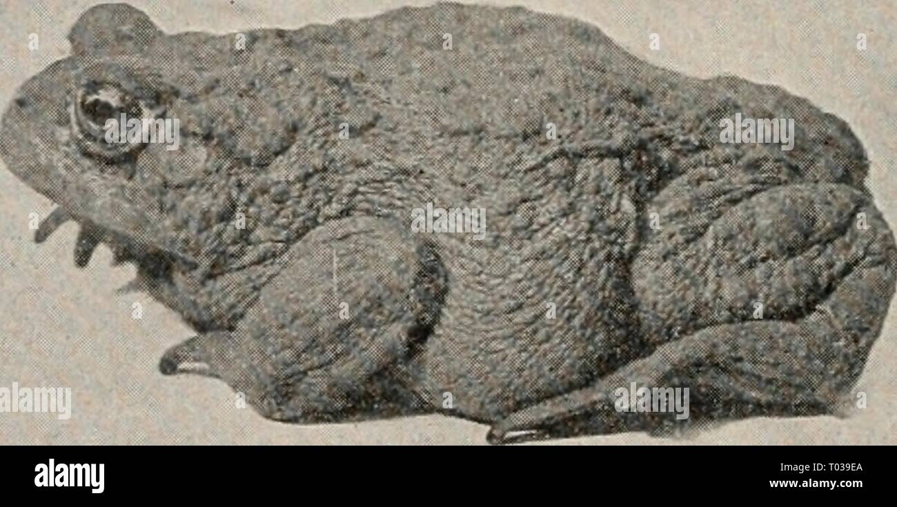 Toads with toes hi-res stock photography and images - Alamy