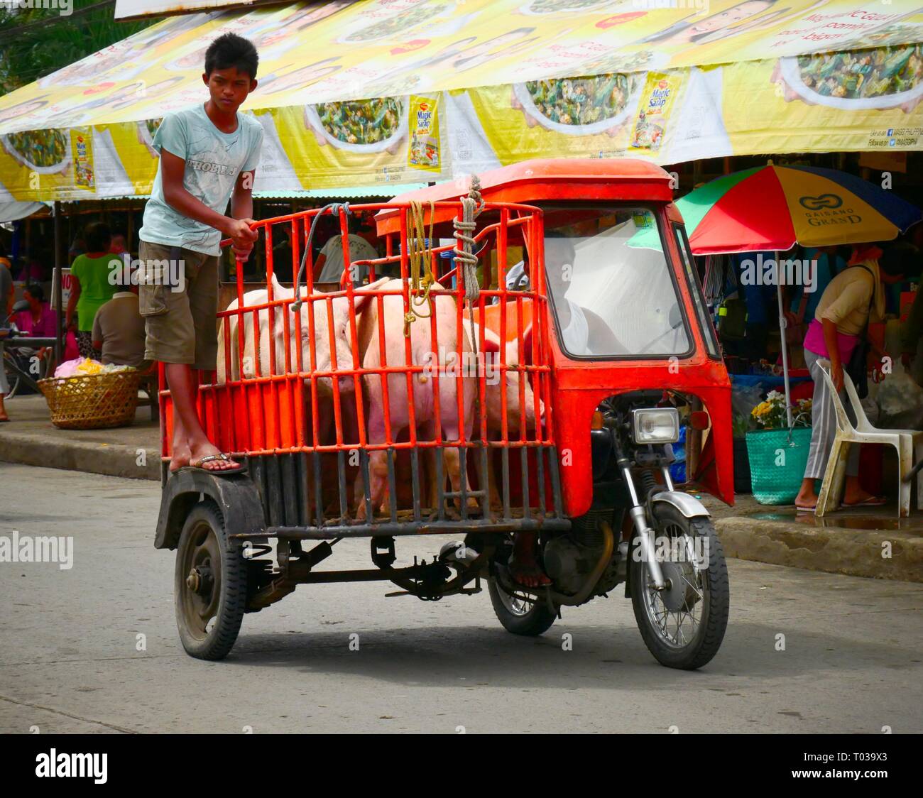TAGUM CITY, PHILIPPINES—FEBRUARY 2016: A driver loads pigs into a ...