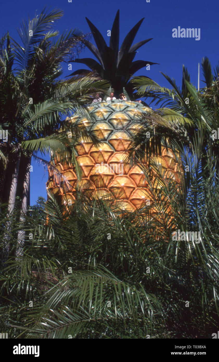 Big pineapple hi-res stock photography and images - Alamy