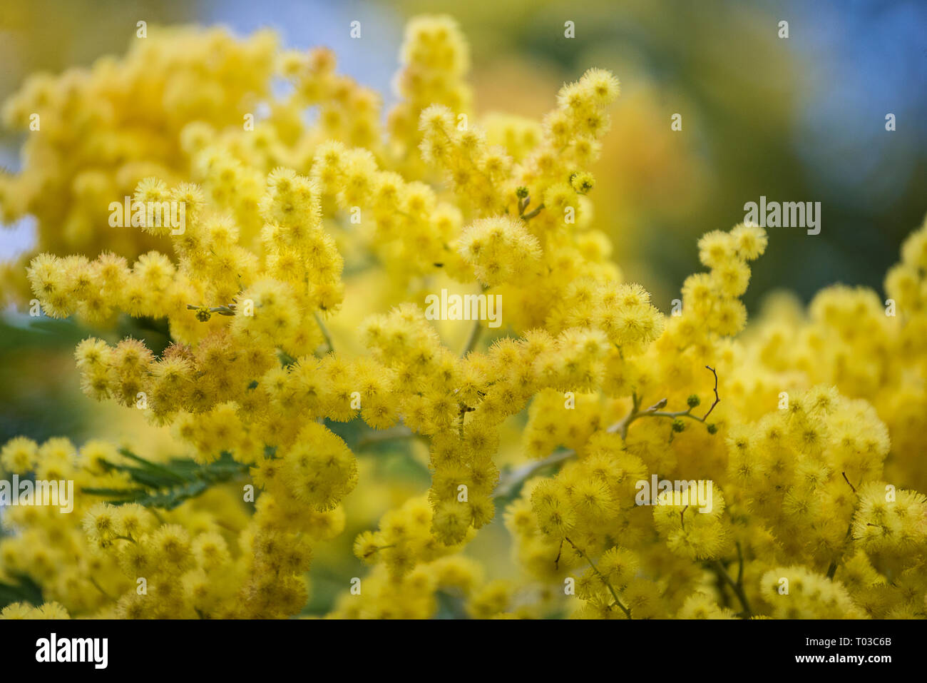 Mimosa in bloom Stock Photo - Alamy