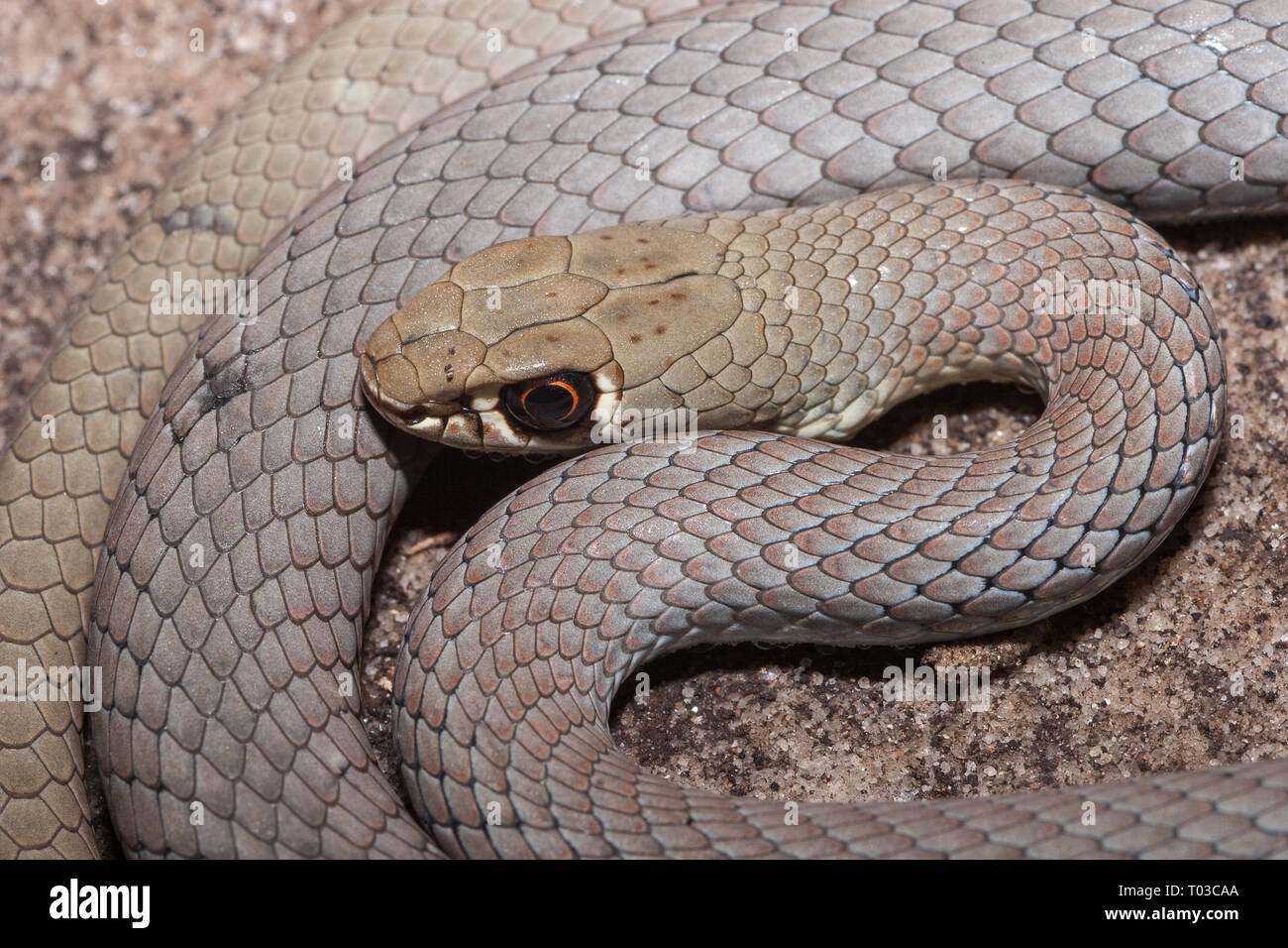 Yellow-faced Whip Snake Stock Photo - Alamy