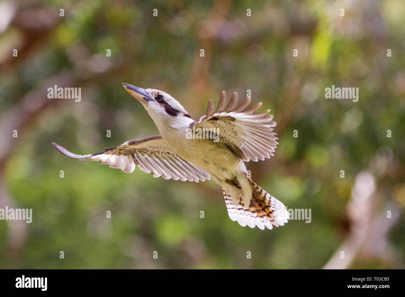 Kookaburra flying hi-res stock photography and images - Alamy