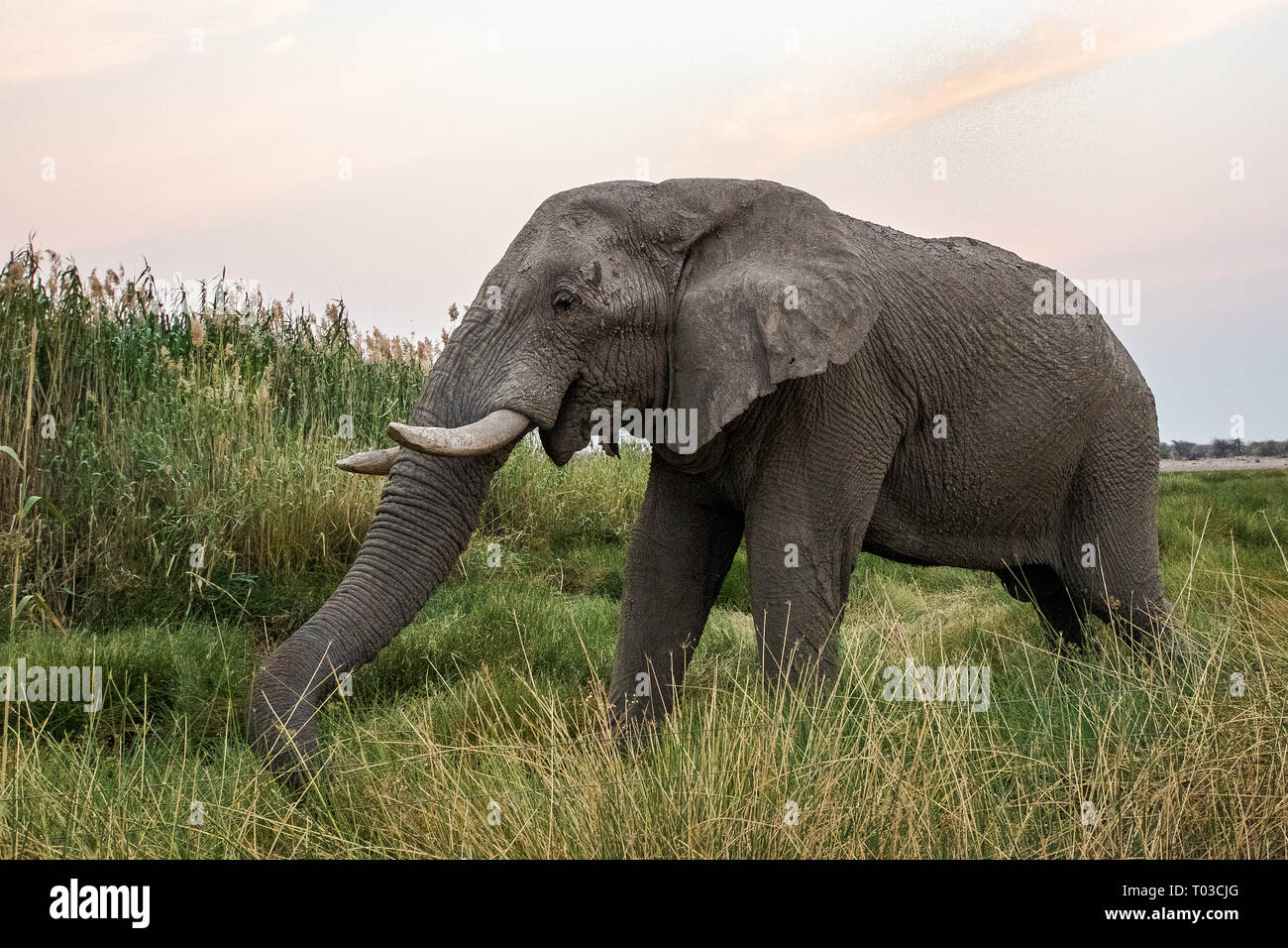 African Bush Elephant Stock Photo - Alamy