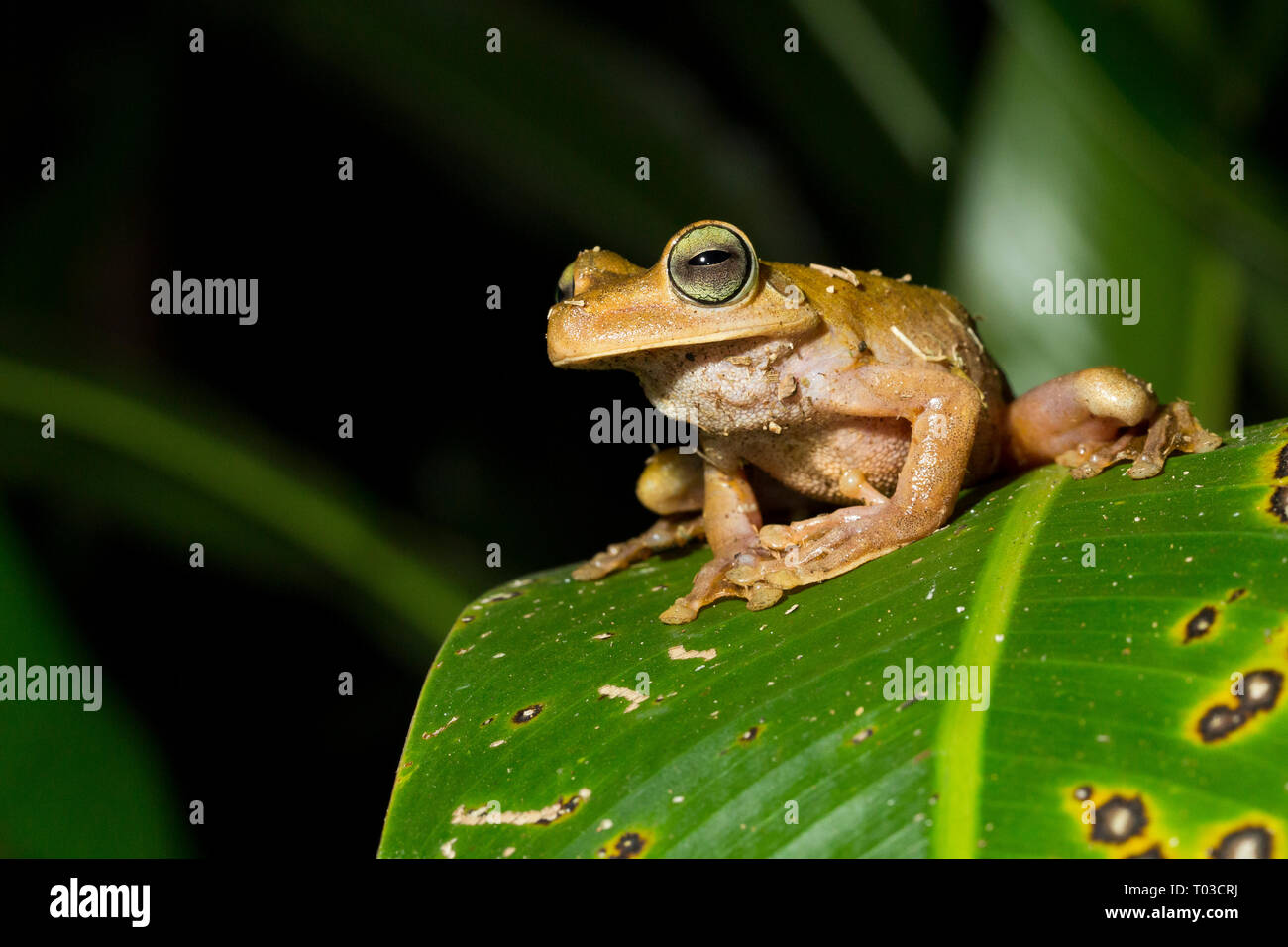 Costa Rica tree frog, Gladiator Tree Frog, Drake Bay, Osa Peninsula ...