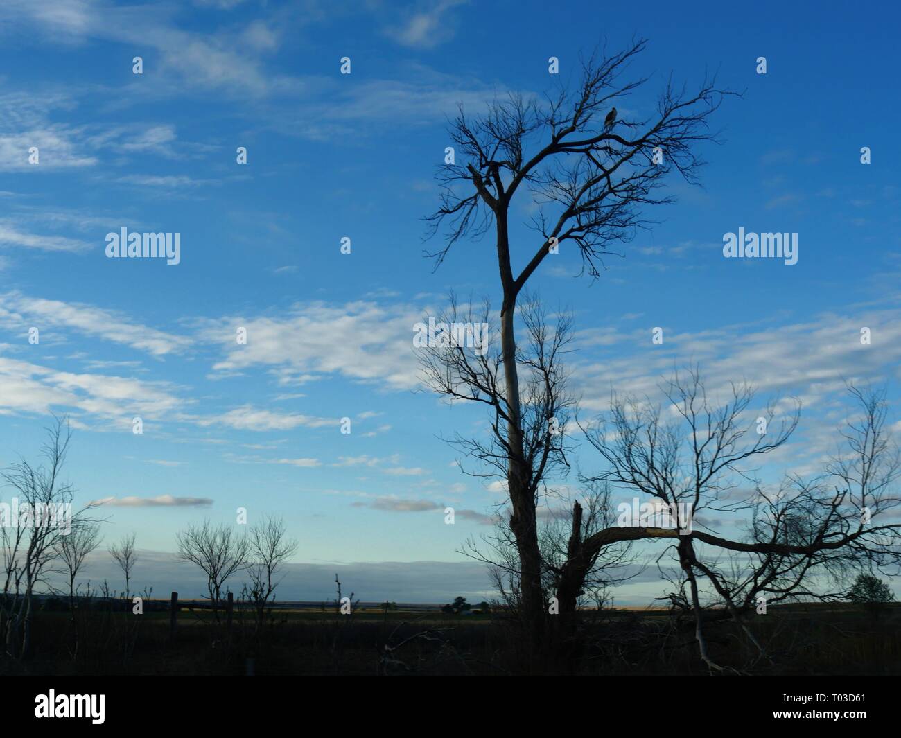 A lone tree with few leaves left stands solitary by the roadside with a ...