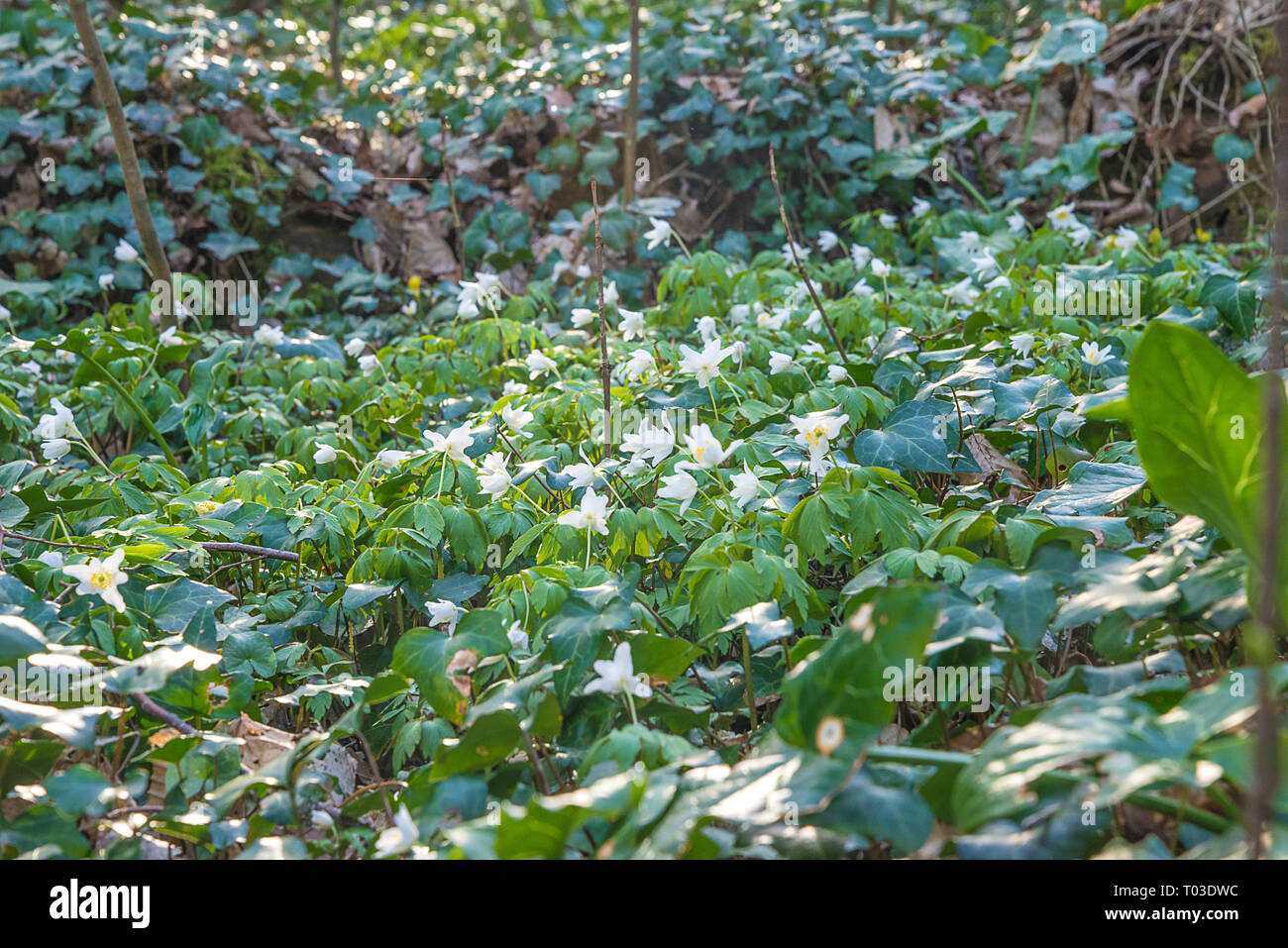 Plum anemone hi-res stock photography and images - Alamy