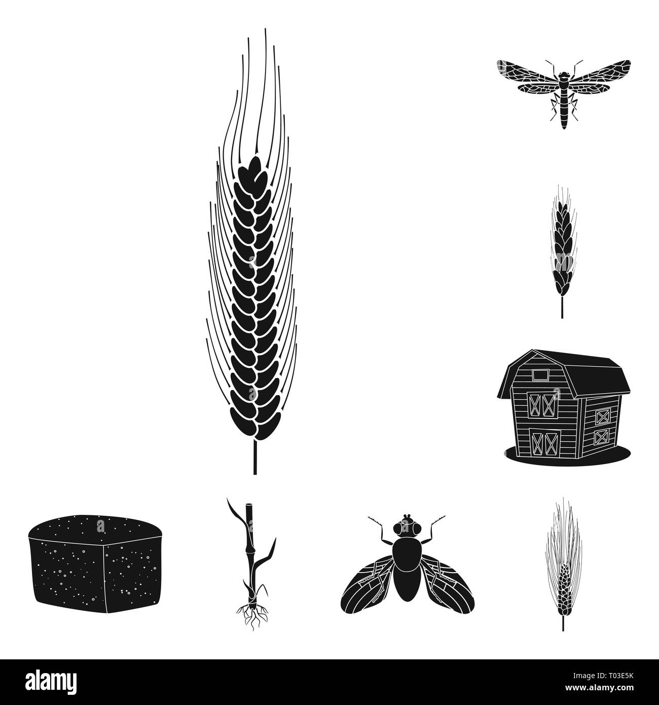 fly,spring,granary,bread,stem,barley,winter,insect,spike,building,root ...