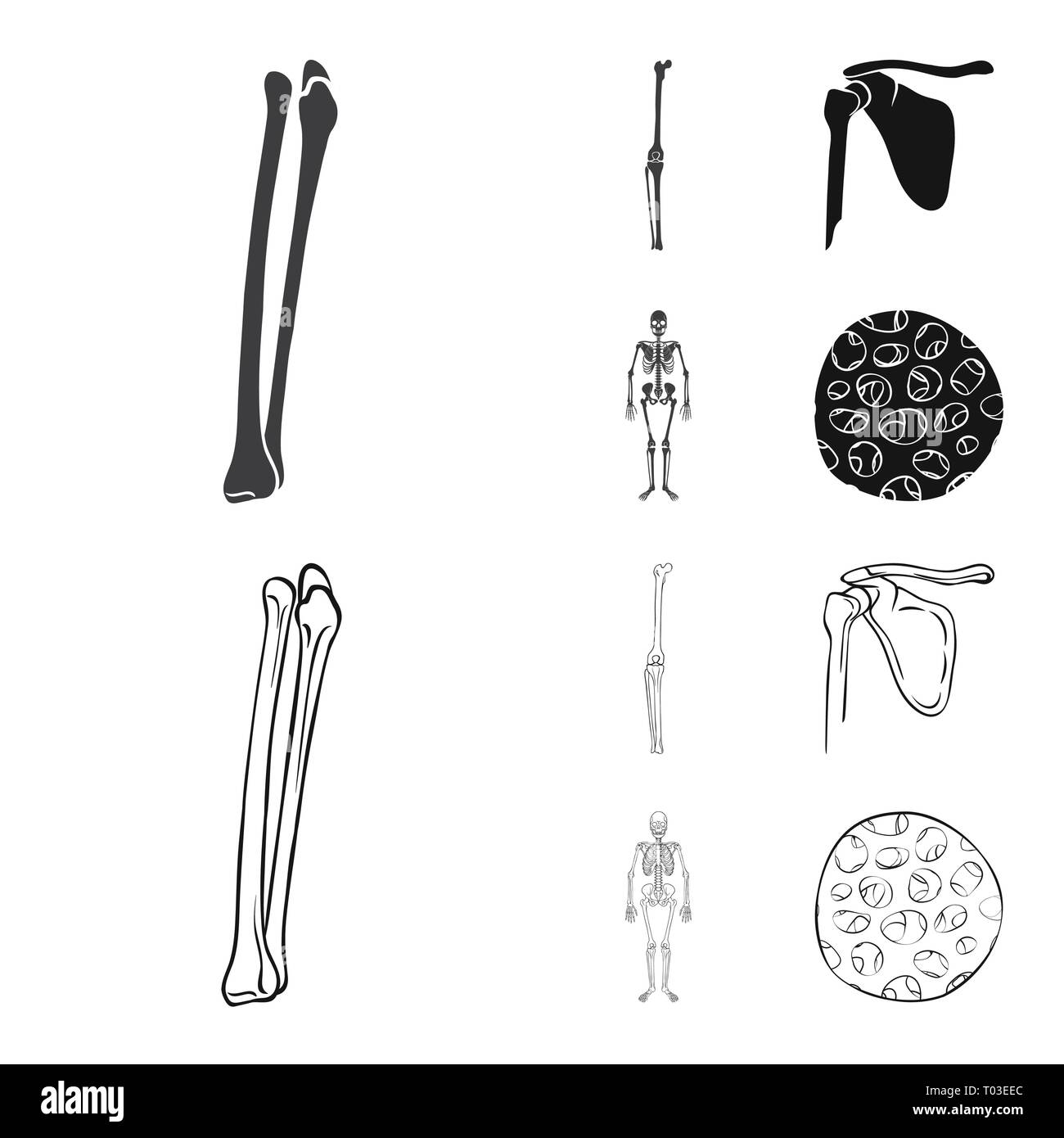 femur,knee,musculoskeletal,fiber,joint,pelvis,scientific,healthy,leg ...