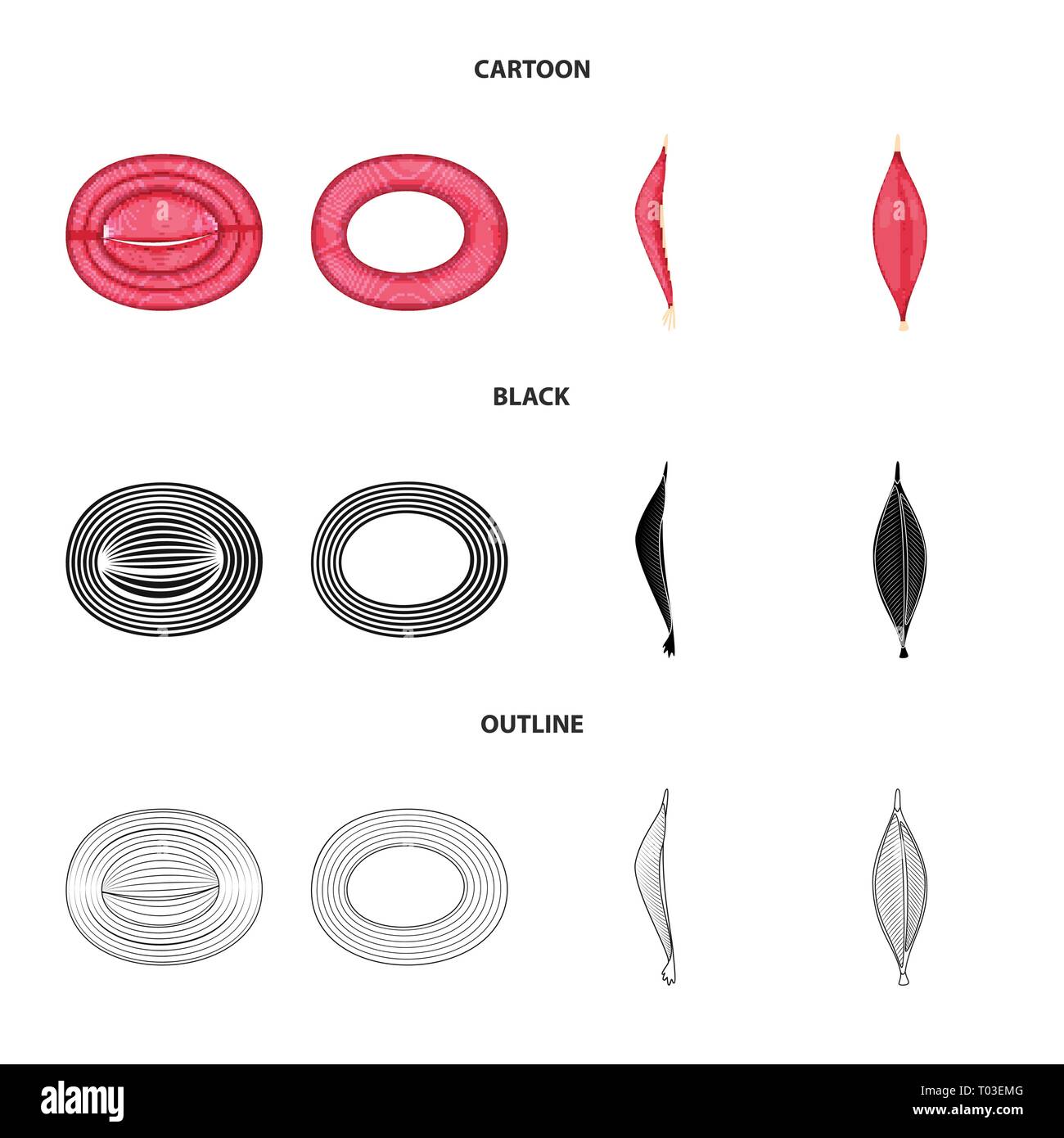 Vector illustration of fiber and muscular sign. Set of fiber and body ...