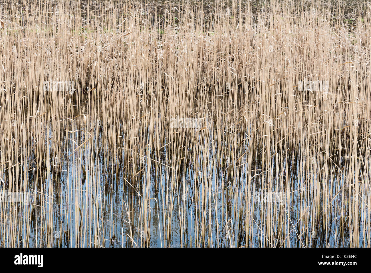 Water reeds growing plants hi-res stock photography and images - Alamy