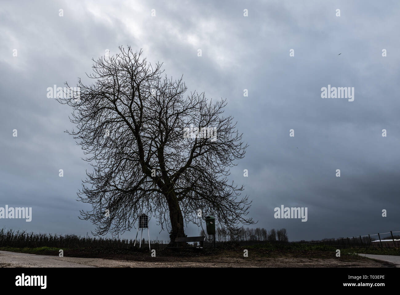 Lonely bare tree and empty Farmland with dark blue rainclouds in the ...