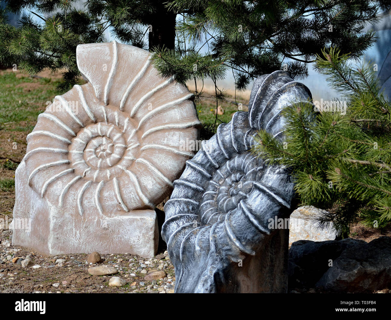 Ammonites ammonoidea hi-res stock photography and images - Alamy