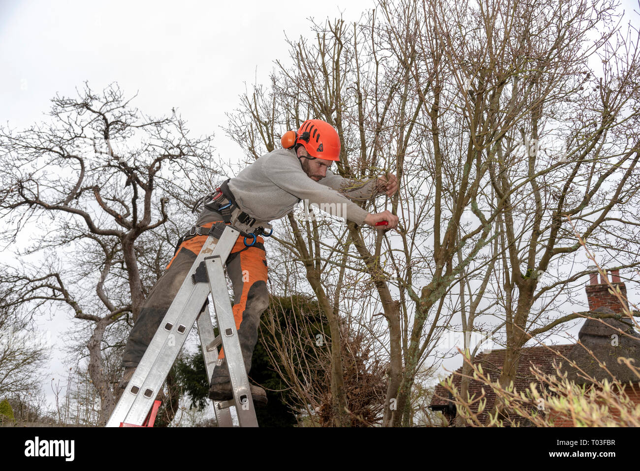 Micheldever, Winchester, Hampshire, England, UK. March 2019. Tree ...