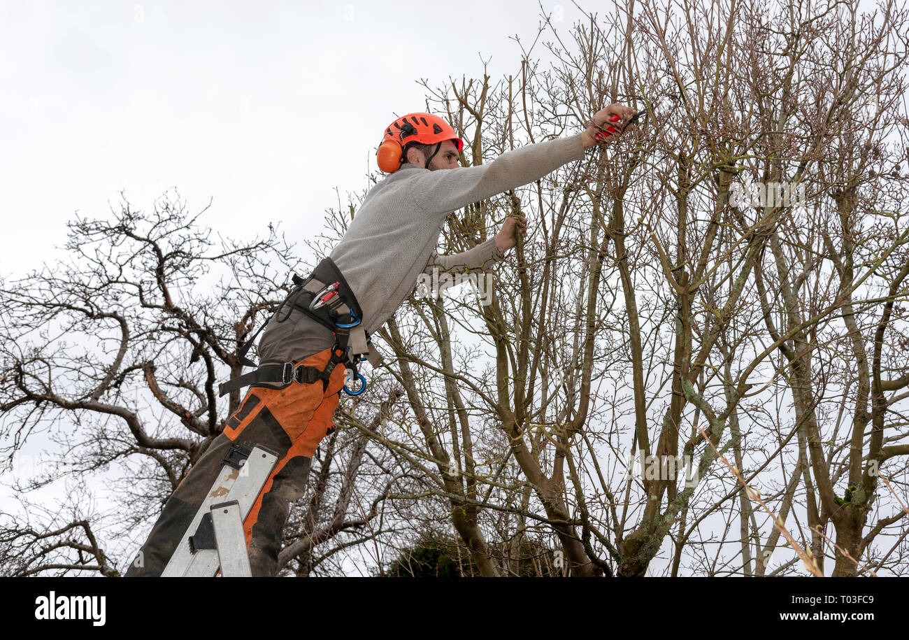Pruning garden ladder hi-res stock photography and images - Alamy