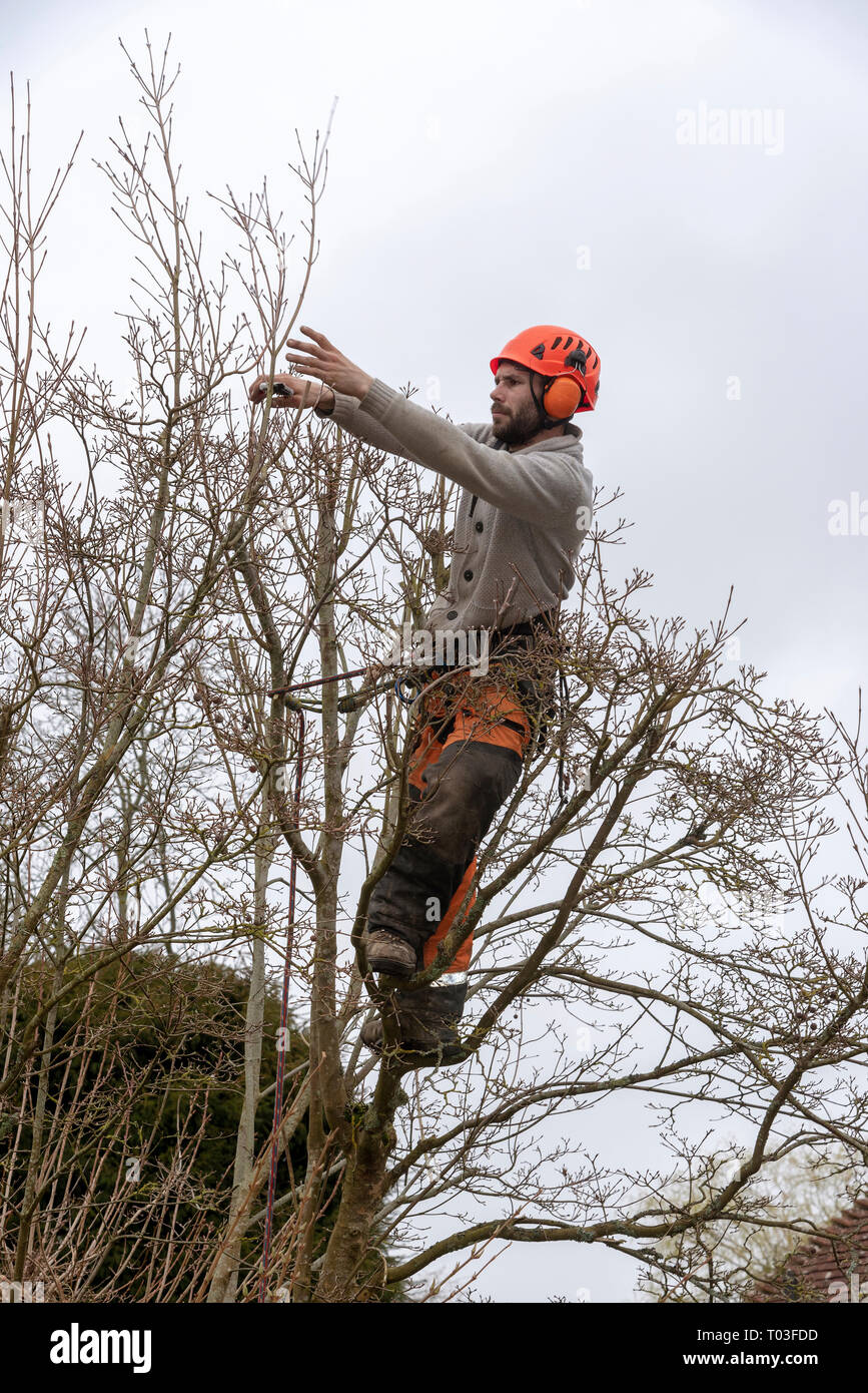 Micheldever, Winchester, Hampshire, England, UK. March 2019. Tree ...