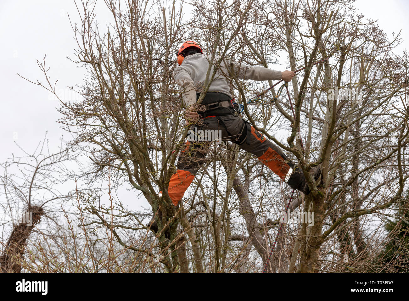 Trimming a tree hi-res stock photography and images - Alamy