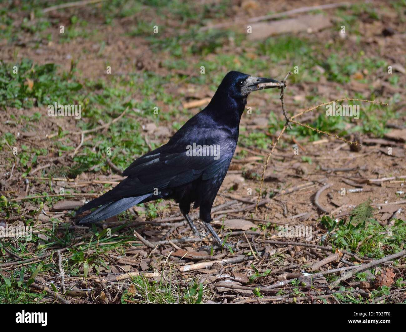 Carrion crow nest hi-res stock photography and images - Alamy