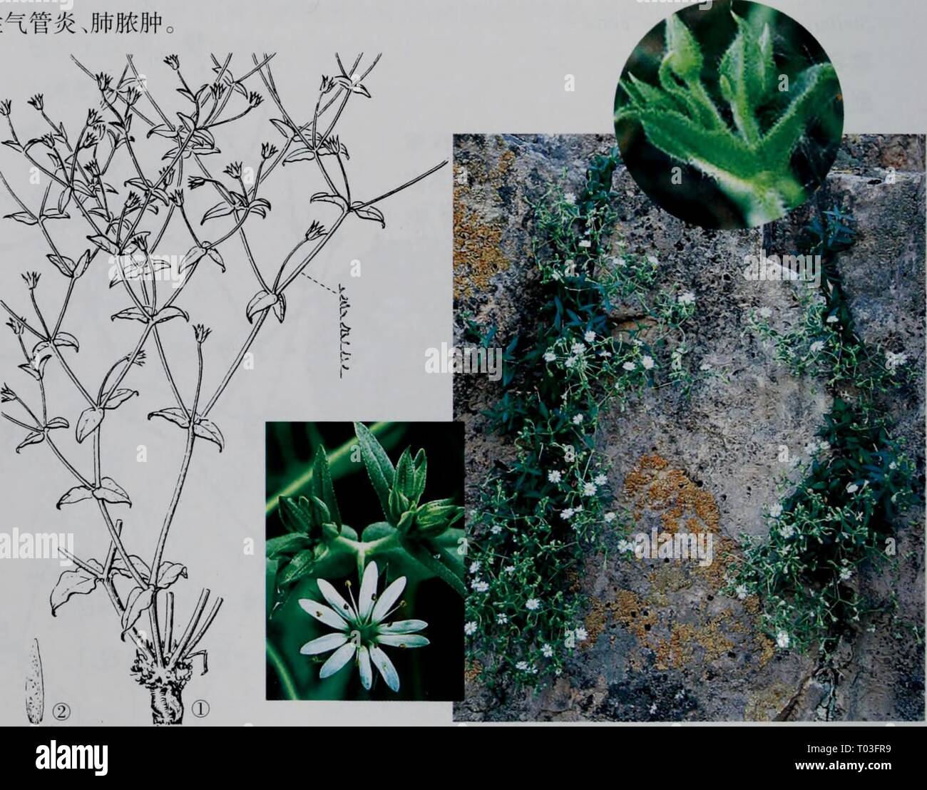 e er duo si zhi Stock Photo - Alamy